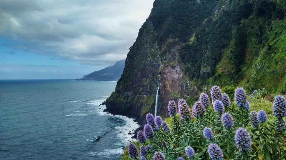 Free Stock Photo of Vibrant coastal cliffside with purple flowers in ...