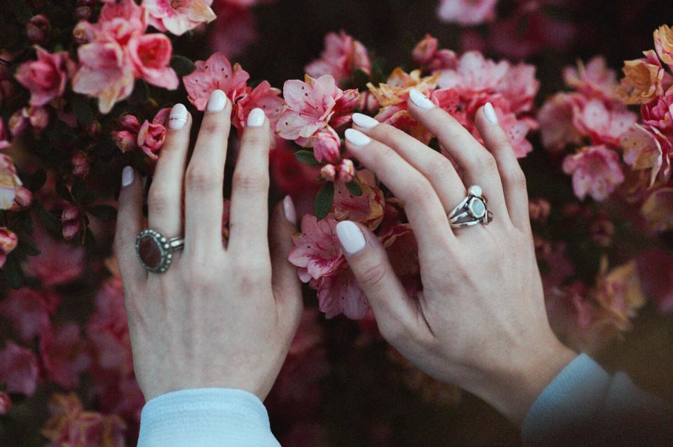 Free Stock Photo of Two hands with rings gently touching pink blossoms ...