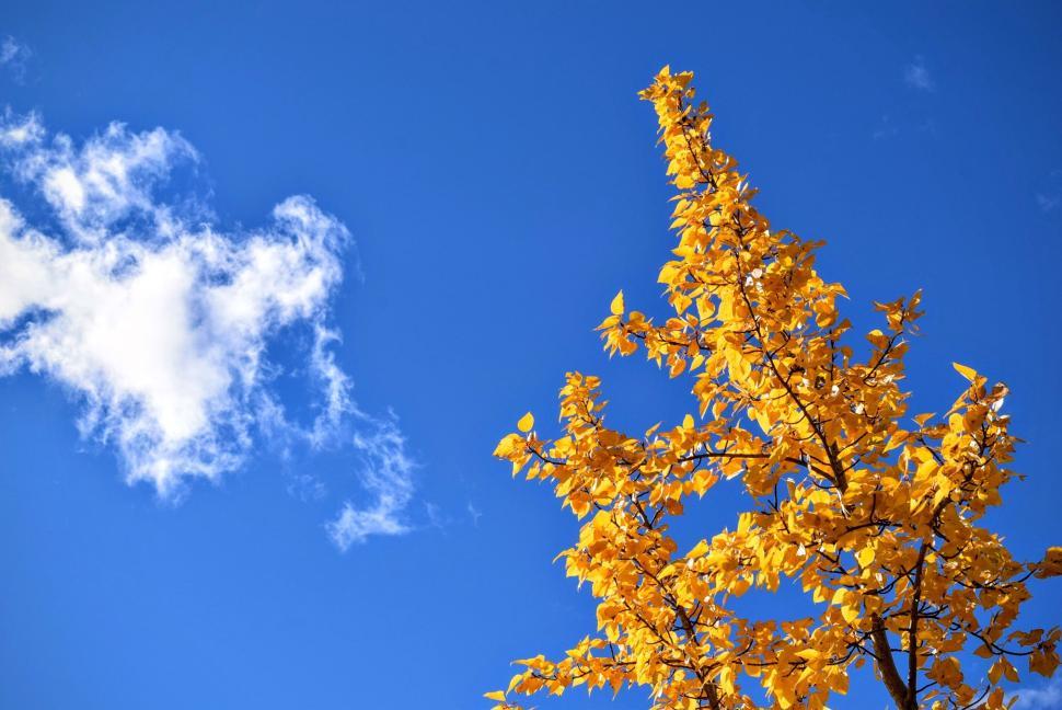Free Stock Photo of Golden autumn leaves against a vibrant blue sky ...