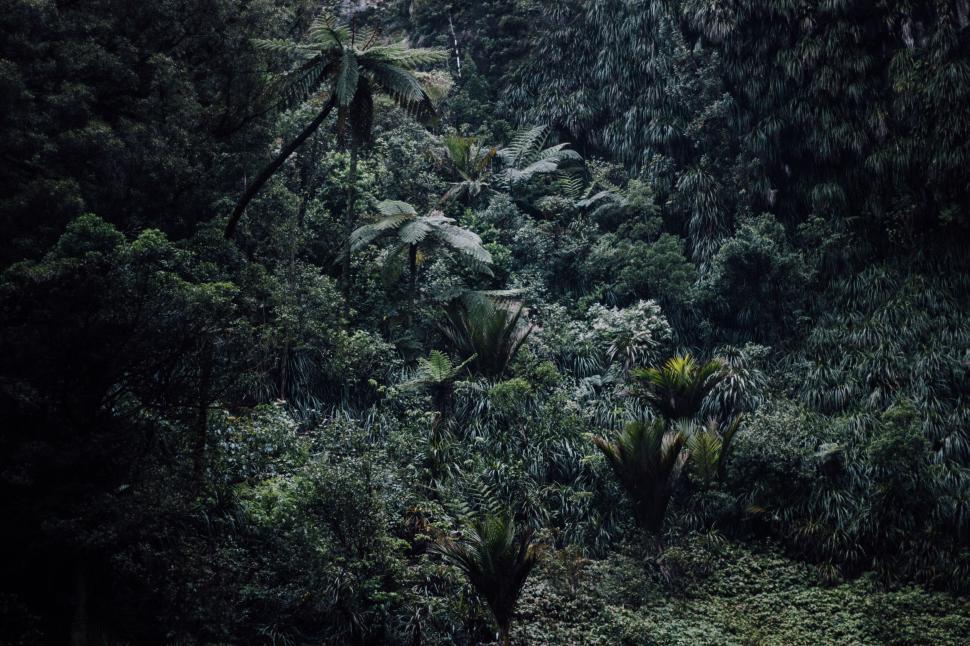 Free Stock Photo of Dense tropical jungle with tall palm trees and ...