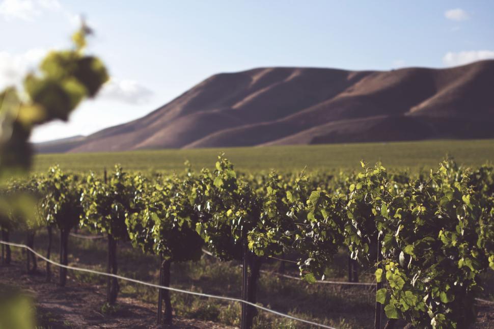 Free Stock Photo of Vineyard with mountains in the background on sunny ...