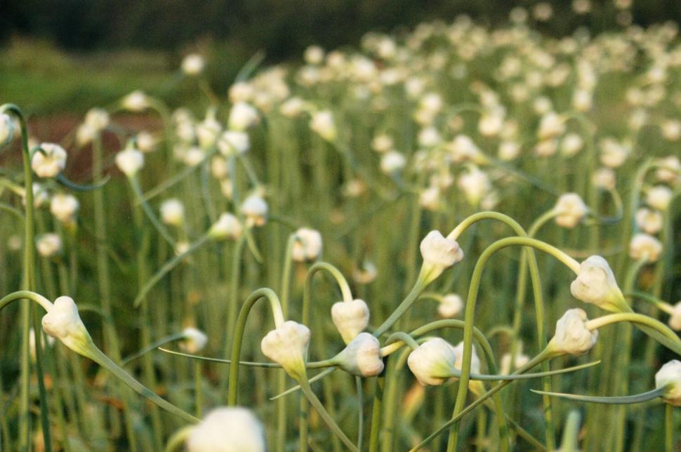Free Stock Photo of Field of blooming onion flowers in diffused light ...