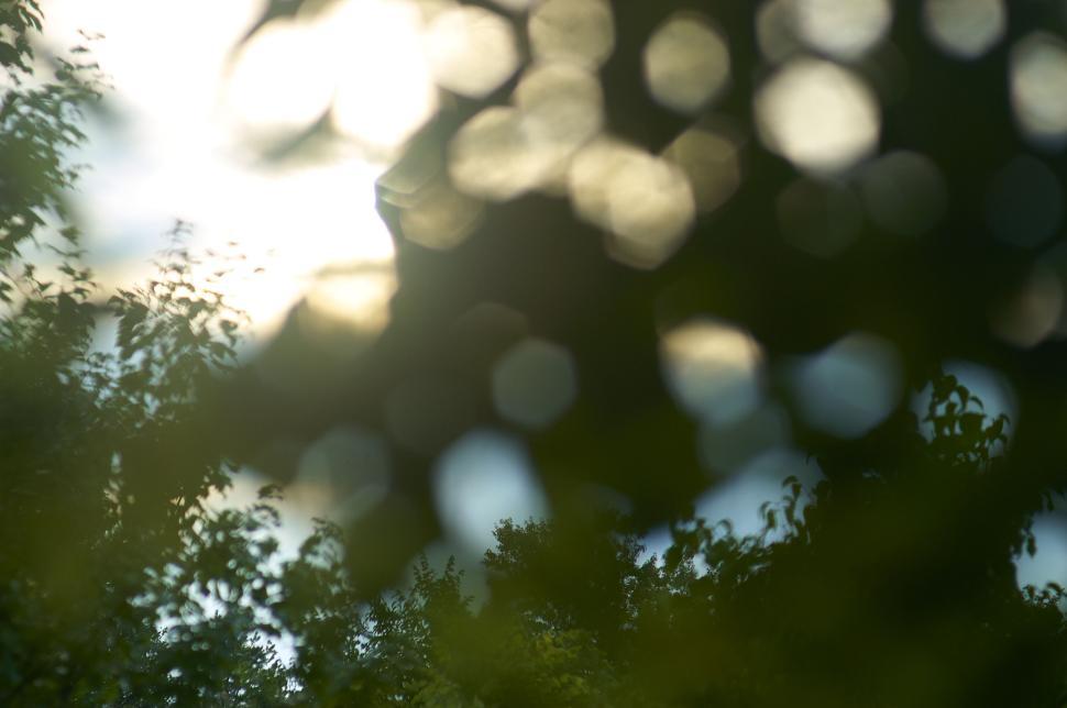 Free Stock Photo of Defocused sunlight shining through leaves and ...