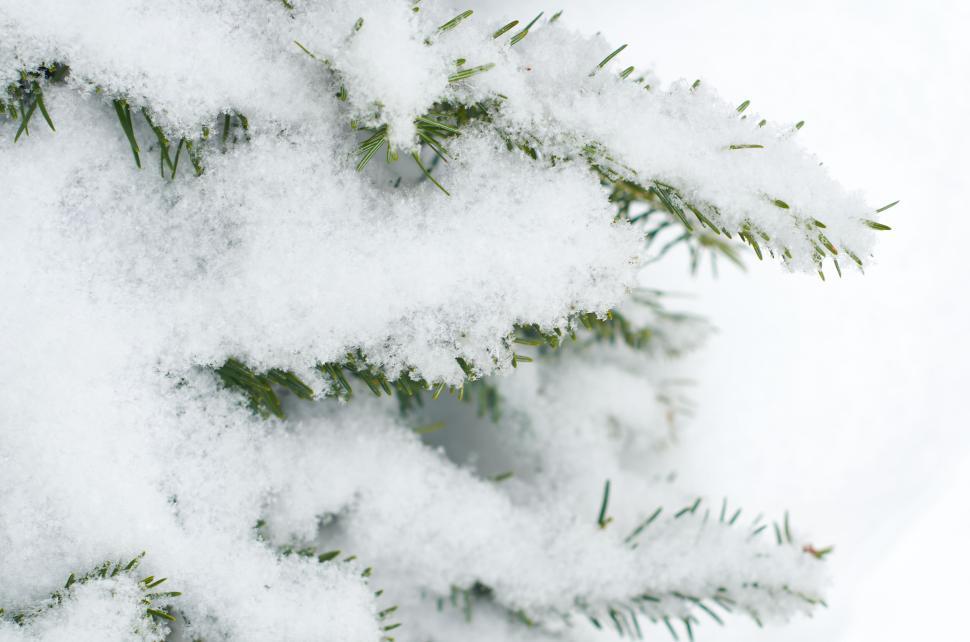 Free Stock Photo of Snow-covered pine tree branches in close-up view ...