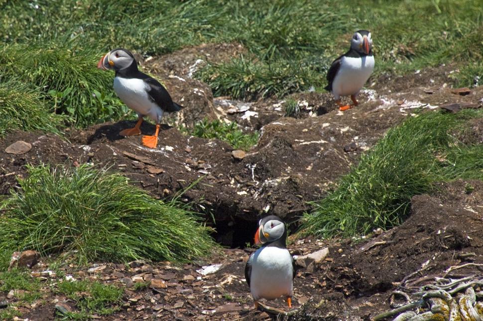 Free Stock Photo of Puffins | Download Free Images and Free Illustrations