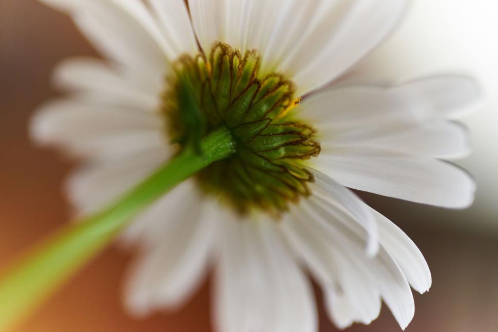 Free Stock Photo of Close-up of daisy flower from below with blurred ...