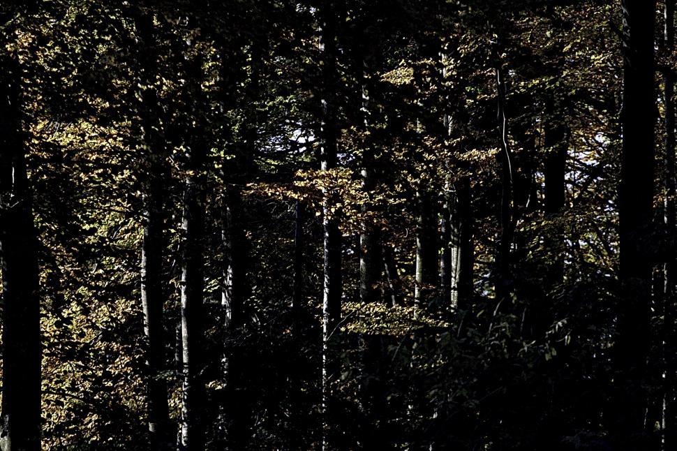 Free Stock Photo of Forest | Download Free Images and Free Illustrations