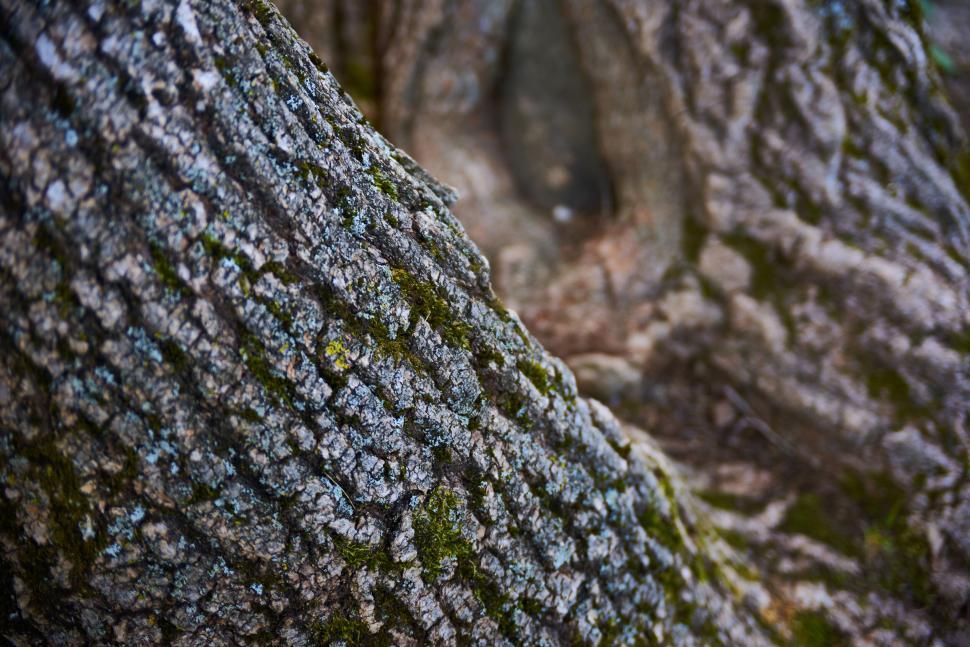 Free Stock Photo of Detailed close-up of tree bark with moss growth ...