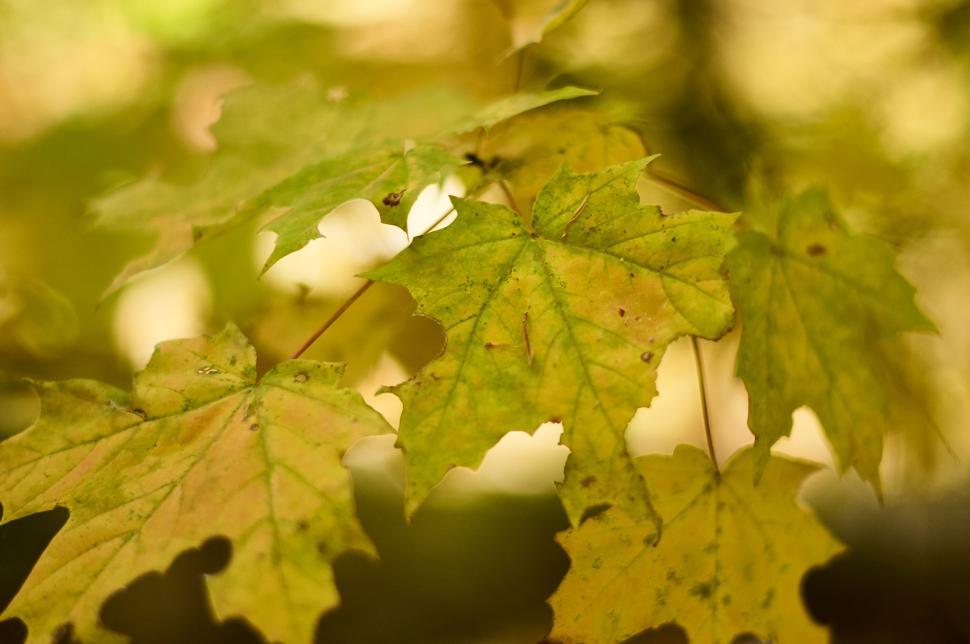 Free Stock Photo of Close up of green maple leaves in a natural ...