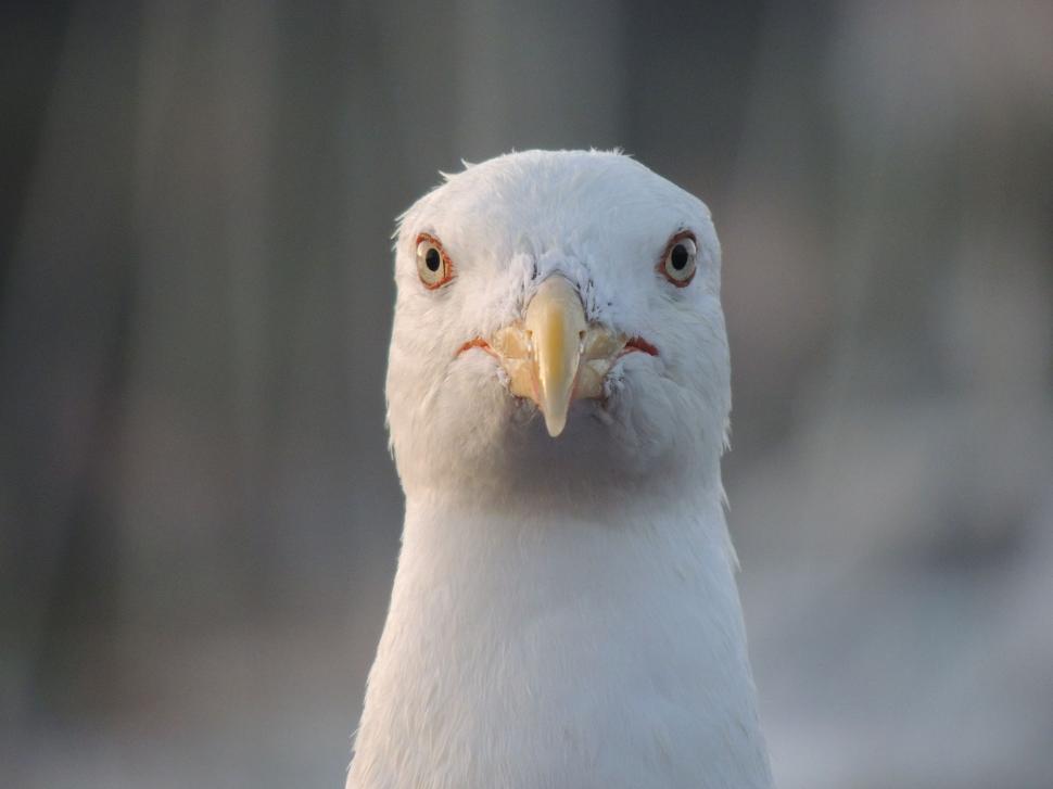 Free Stock Photo of Close-up of a seagull staring directly at the ...