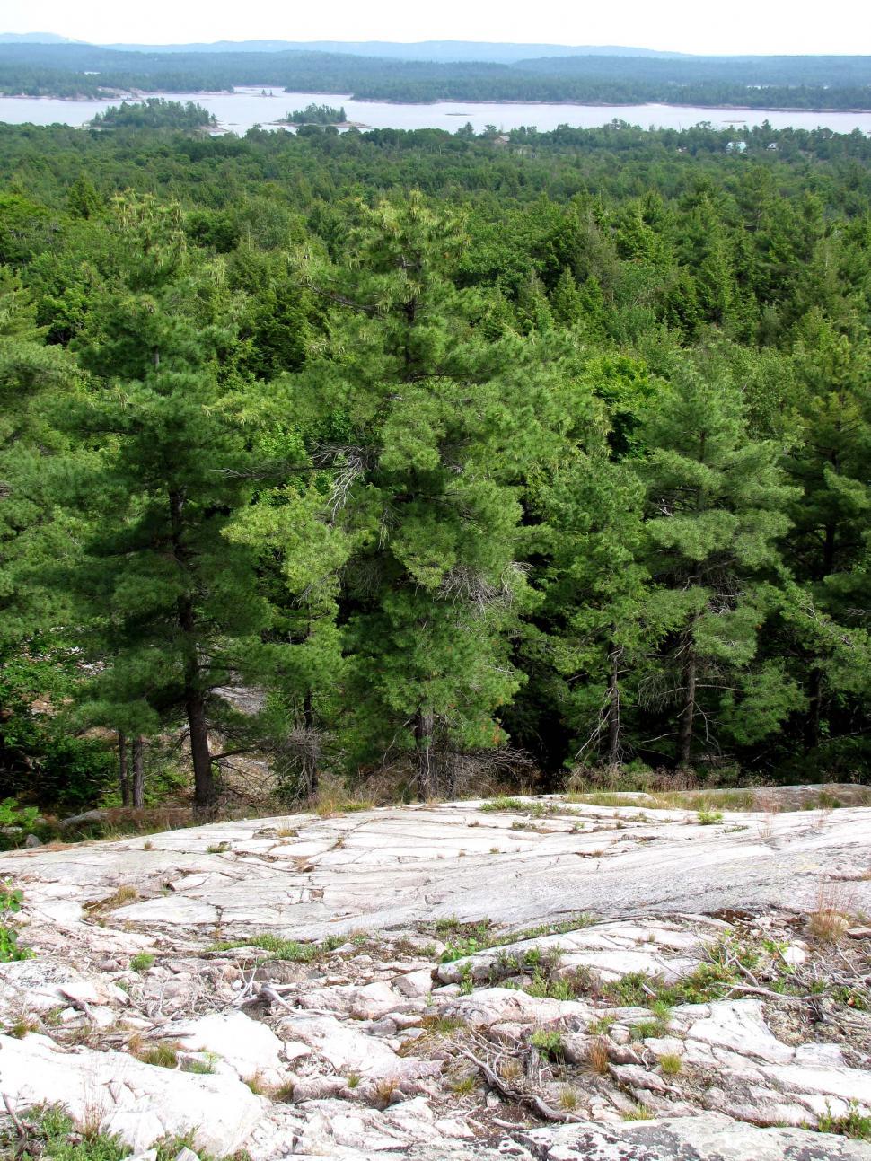 Free Stock Photo of Forests | Download Free Images and Free Illustrations