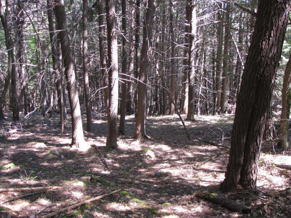 Free Stock Photo of Pine Forest | Download Free Images and Free ...