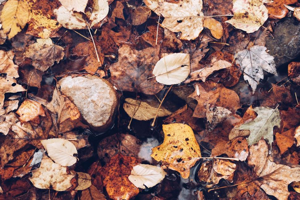 Free Stock Photo of Pile of assorted autumn leaves on ground in water ...