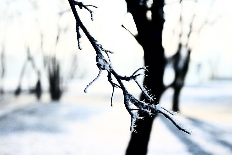 Free Stock Photo of Frozen tree | Download Free Images and Free ...