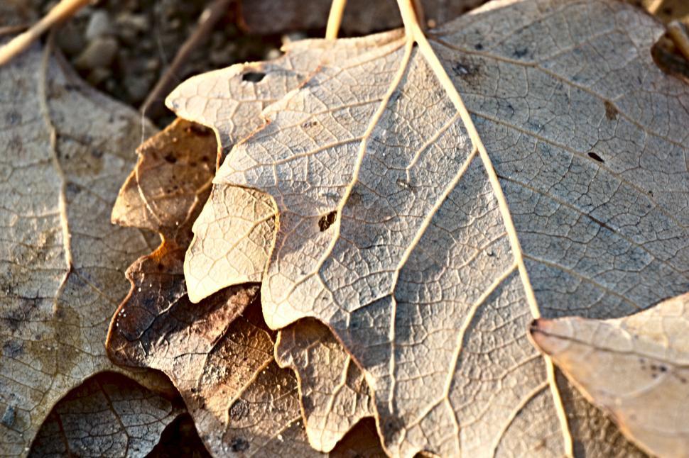 Free Stock Photo of Leafs | Download Free Images and Free Illustrations