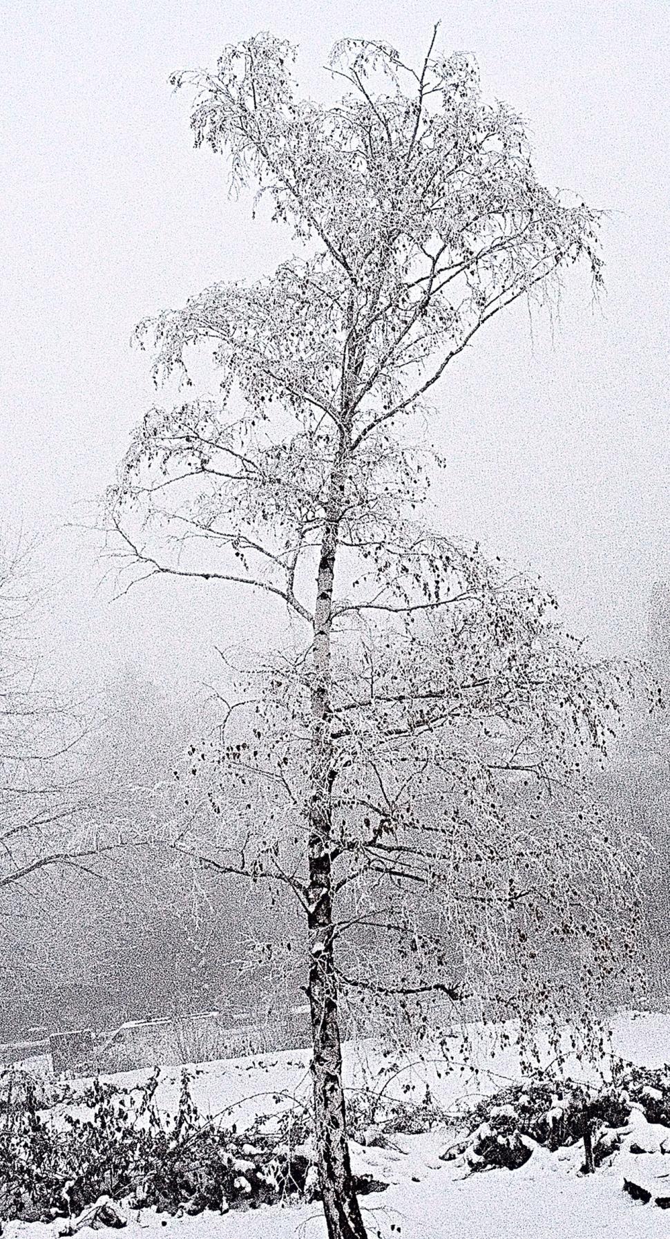 Free Stock Photo of Solitary tree | Download Free Images and Free ...