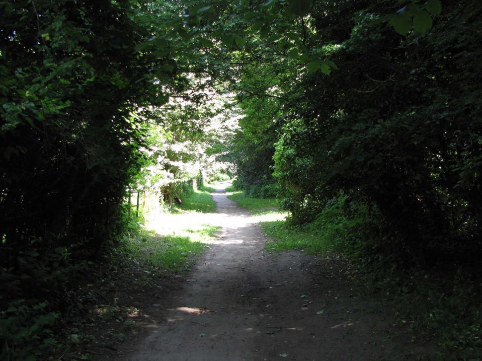 Free Stock Photo of Deep Forest Path | Download Free Images and Free ...
