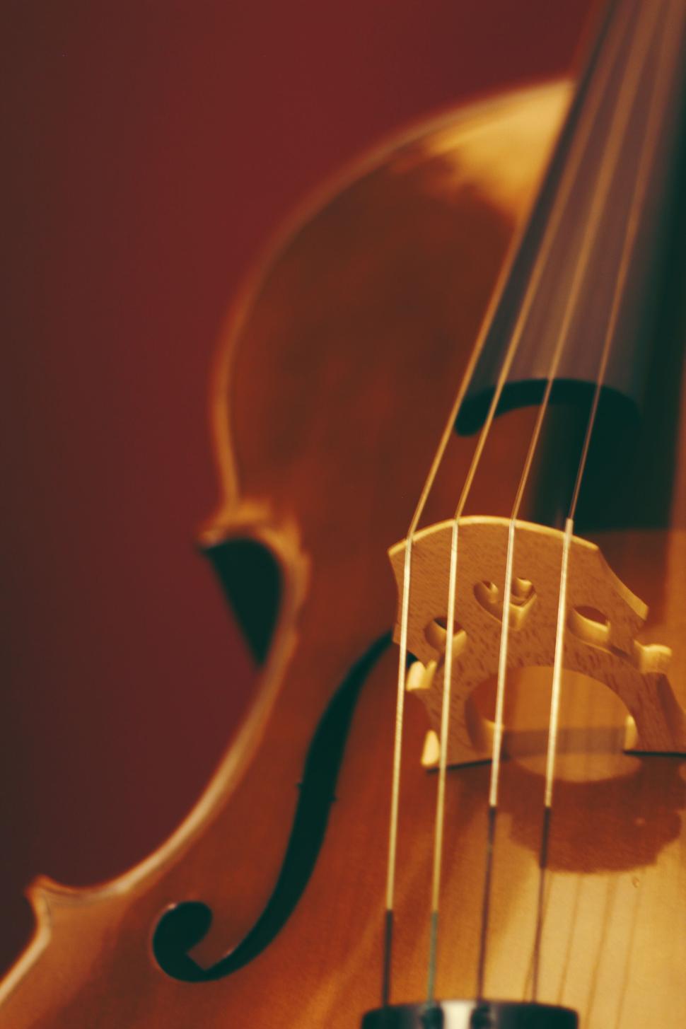 Free Stock Photo of Detailed violin body with strings and wooden bridge ...
