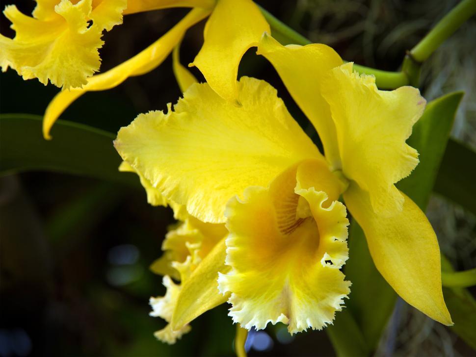 Free Stock Photo of Cattleya Orchid Bloom Yellow | Download Free Images ...
