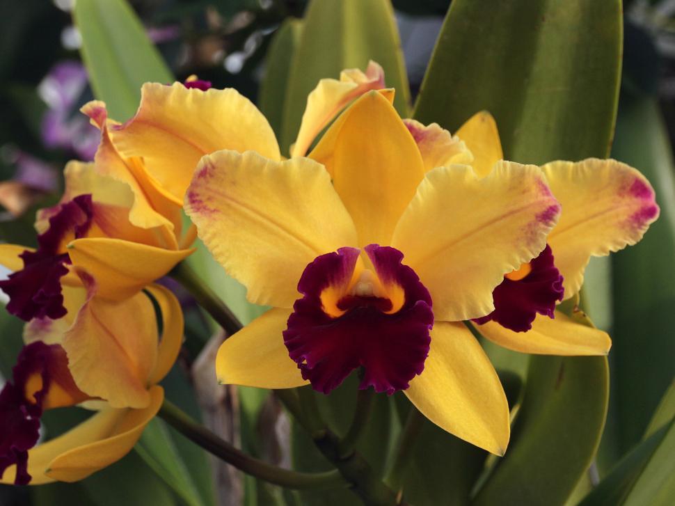 Free Stock Photo of Cattleya Orchid Blooms | Download Free Images and ...