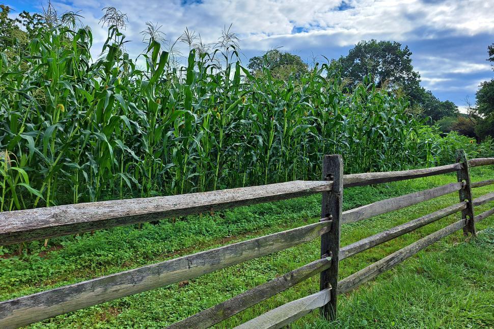 Free Stock Photo of Corn Field Over Split Rail Fence | Download Free ...