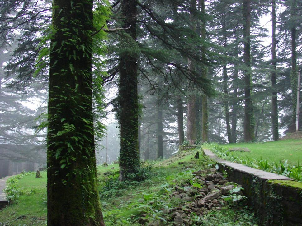 Free Stock Photo of Bench in the Middle of Forest | Download Free ...