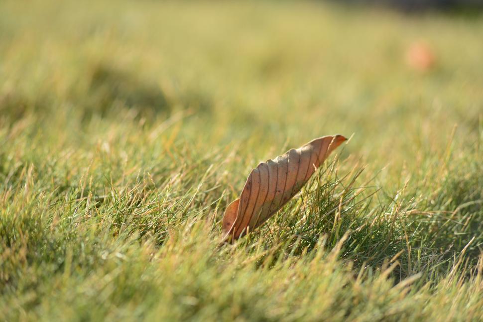 Free Stock Photo of A solitary dry leaf lying in the middle of grass ...