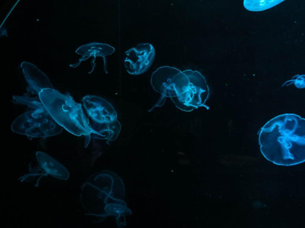 Free Stock Photo of Soft glowing jellyfish swimming in dark aquatic ...