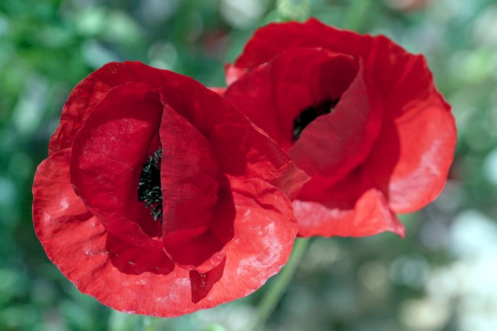 Free Stock Photo of Poppy | Download Free Images and Free Illustrations