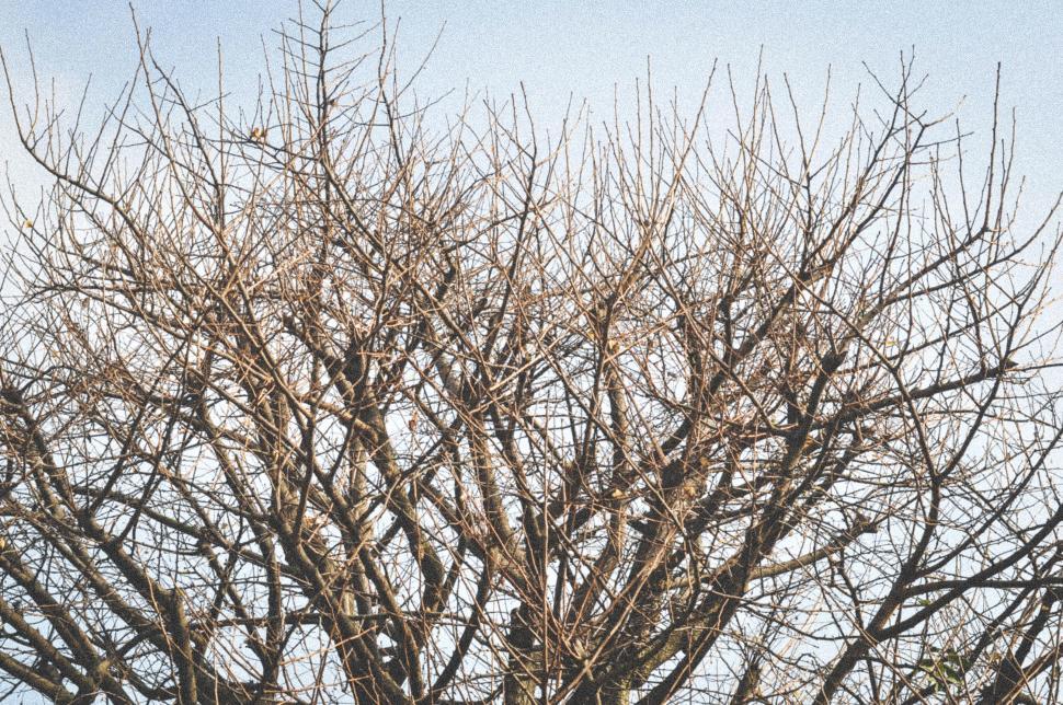 Free Stock Photo of Bare tree branches reach out against a bland sky ...
