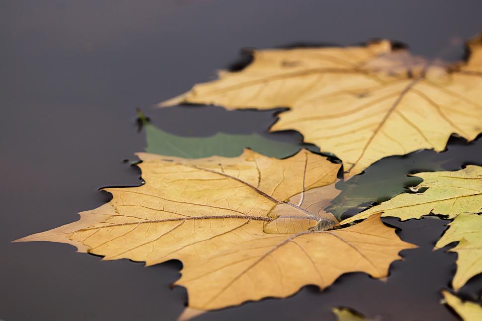 Free Stock Photo of Autumn leaves floating on calm water in peaceful setting | Download Free ...