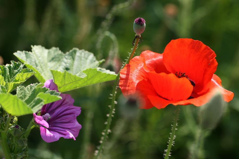 Free Stock Photo of Vibrant red poppy and purple flower in a green ...
