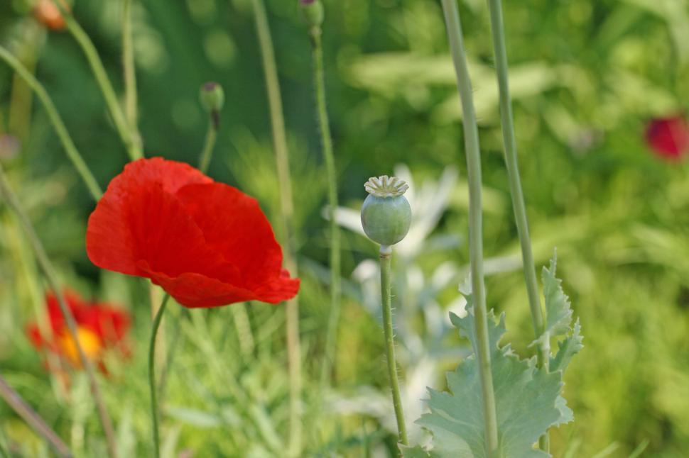 Free Stock Photo of Red poppy and green foliage in a summer garden ...
