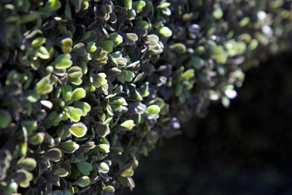 Free Stock Photo of Close-up of dense green hedge with sunlit leaves ...