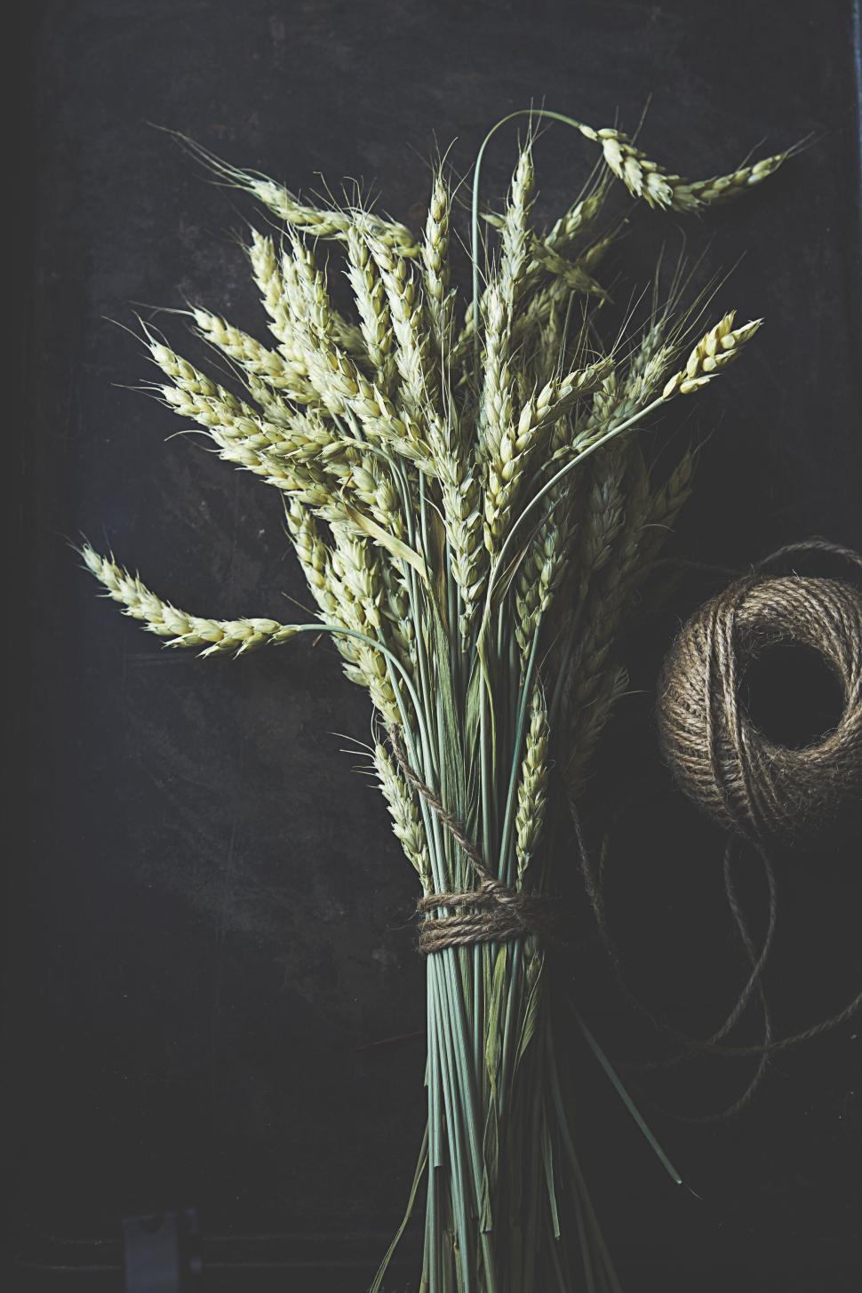 Free Stock Photo of Wheat bundle tied with rustic twine on dark ...