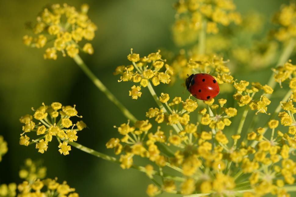Free Stock Photo of Ladybug on yellow flowers captured close-up in ...