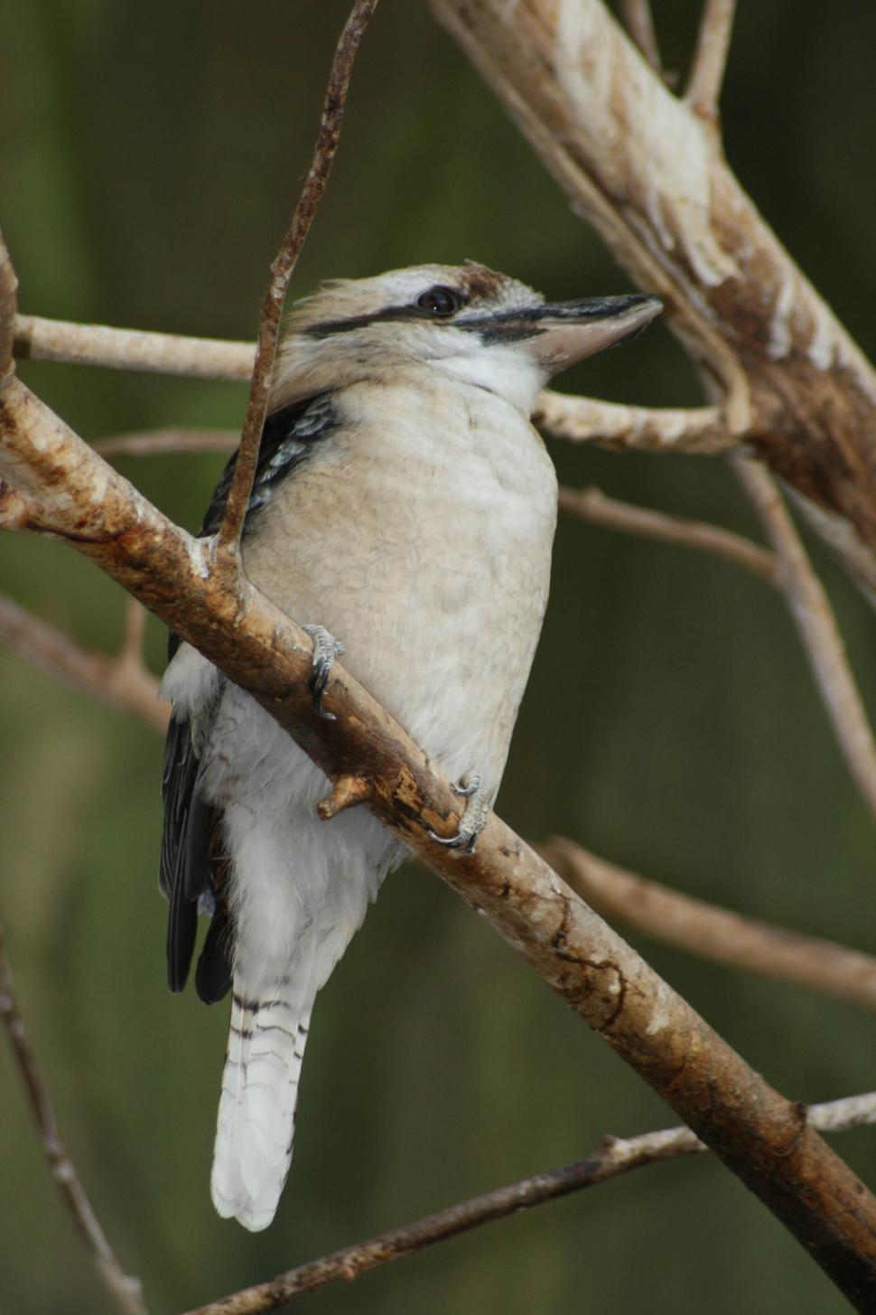 Free Stock Photo of Bird perched on branch in natural habitat setting ...