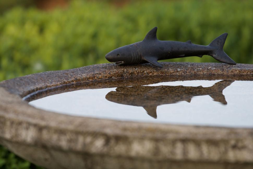 Free Stock Photo of Small shark figurine on the edge of a stone ...