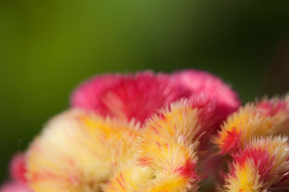 Free Stock Photo of Vibrant Multi-Colored Fuzzy Flower Texture Close-up ...