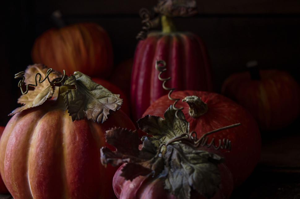Free Stock Photo of Group of pumpkins with detailed leaves in dim light ...
