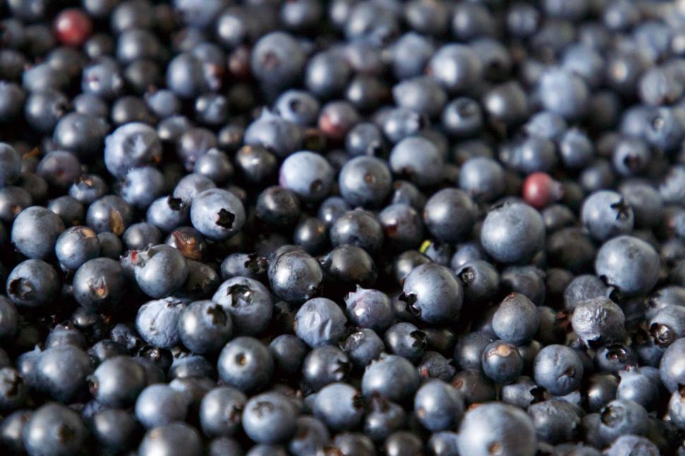 Free Stock Photo of Many fresh blueberries closely packed together ...