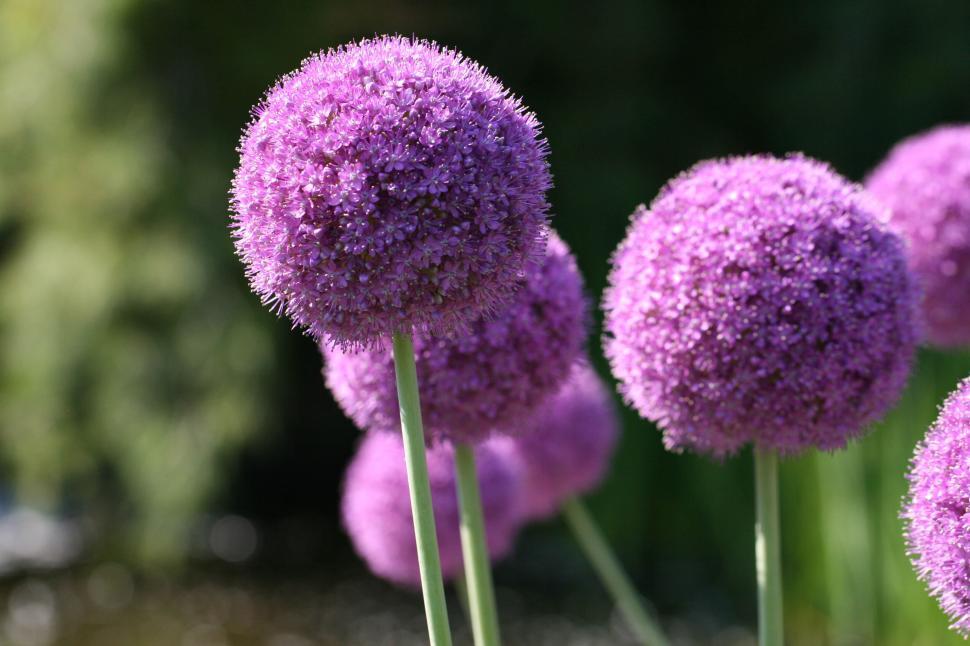 Free Stock Photo of Purple ball-shaped flowers with stems and blurred ...