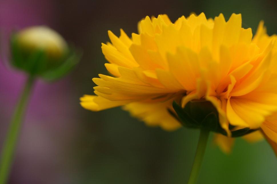 Free Stock Photo of Bright yellow blooming flower with blurred ...