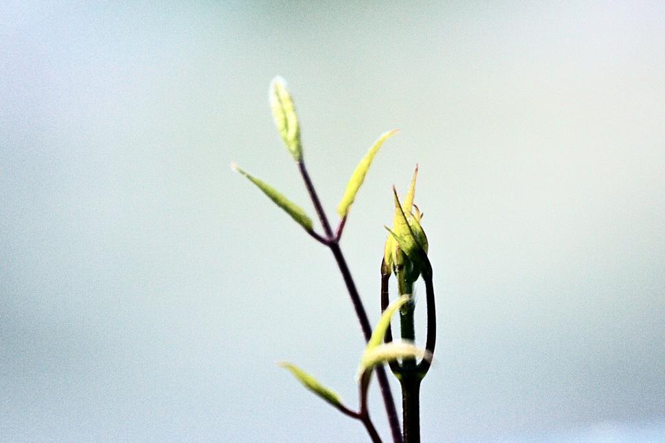Free Stock Photo of Flower bud | Download Free Images and Free ...