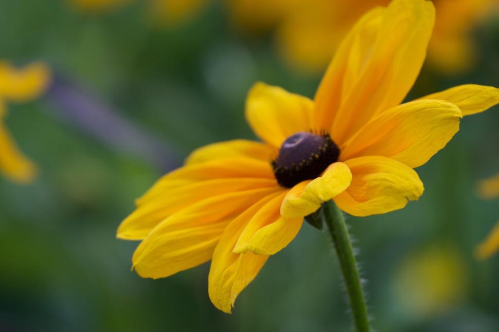 Free Stock Photo of Yellow flower in focus with soft blurred background ...