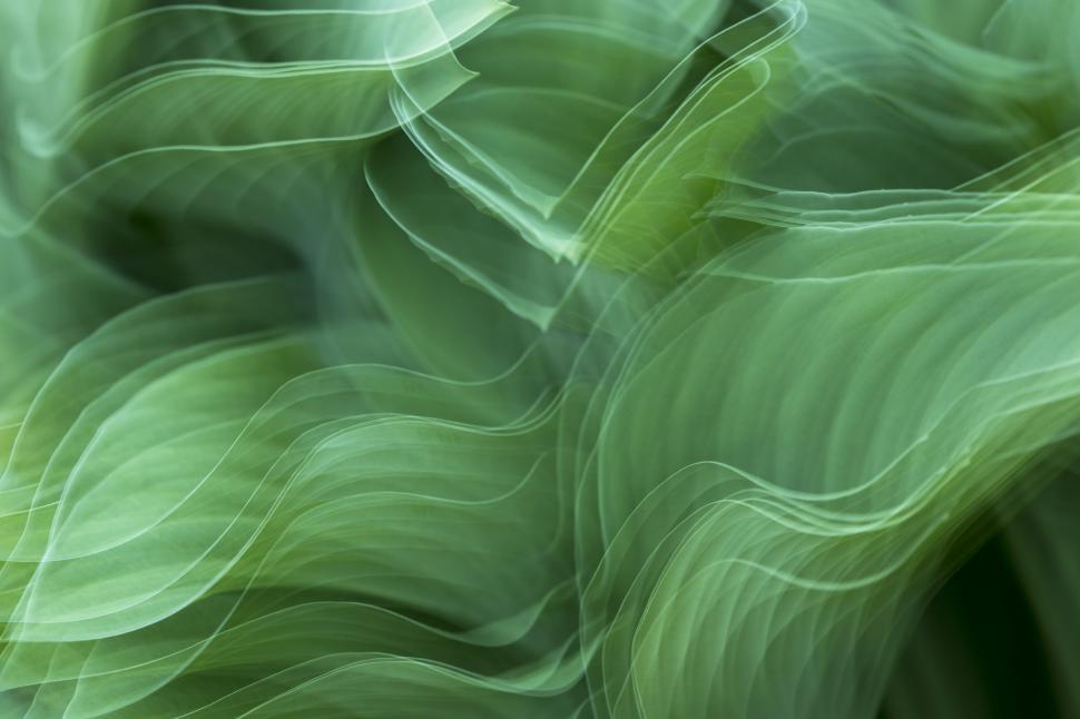 Free Stock Photo of Abstract green leaves creating a flowy and calming ...