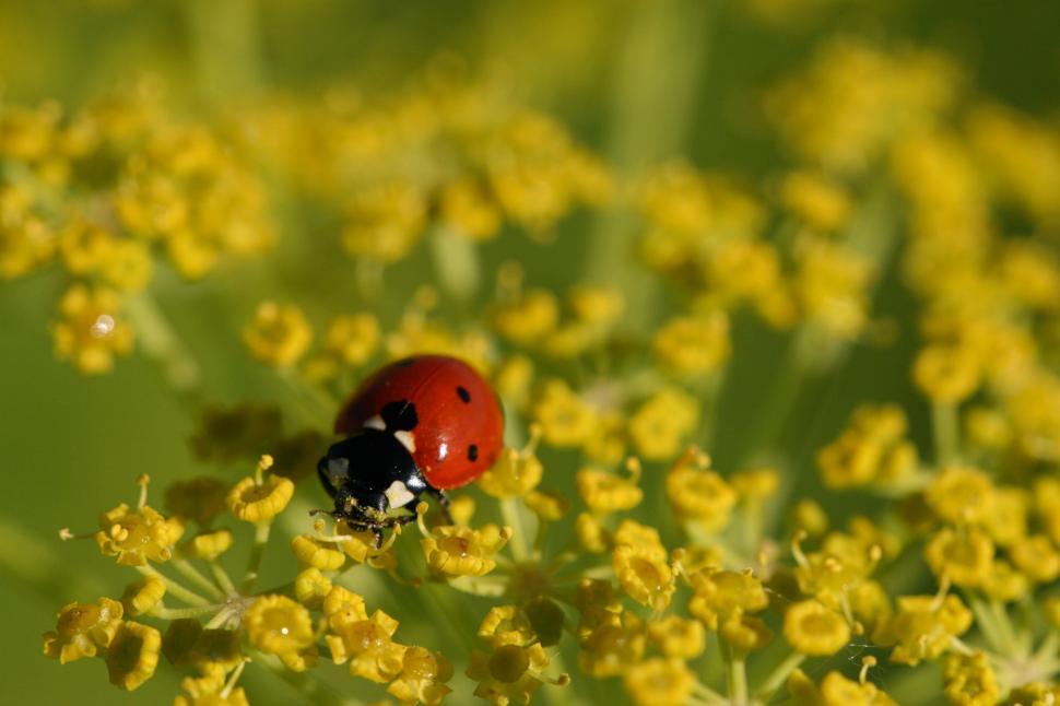 Free Stock Photo of Close-up of a ladybug on a yellow flower petal ...