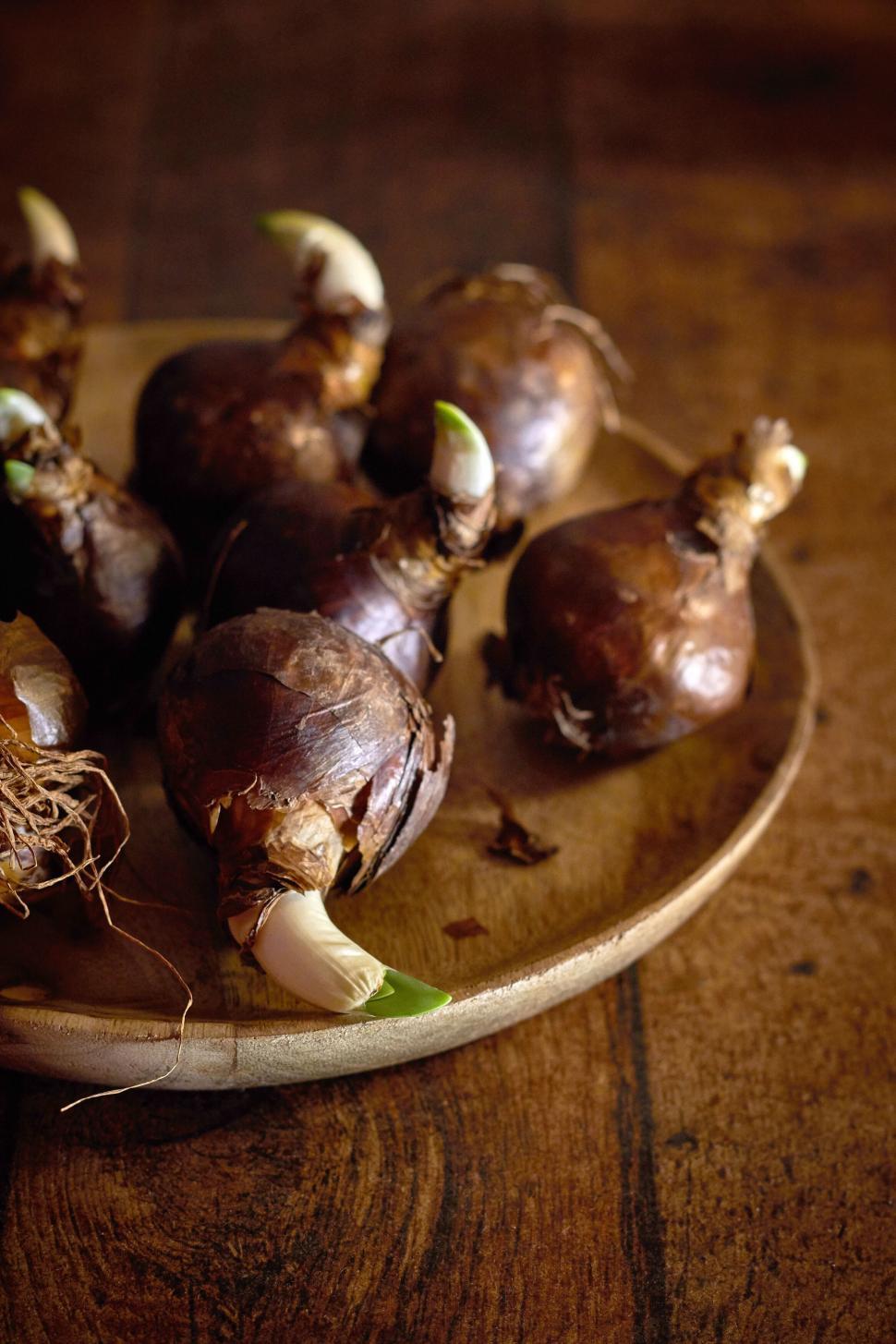 Free Stock Photo of Bulb sprouts in wooden bowl placed on rustic table ...