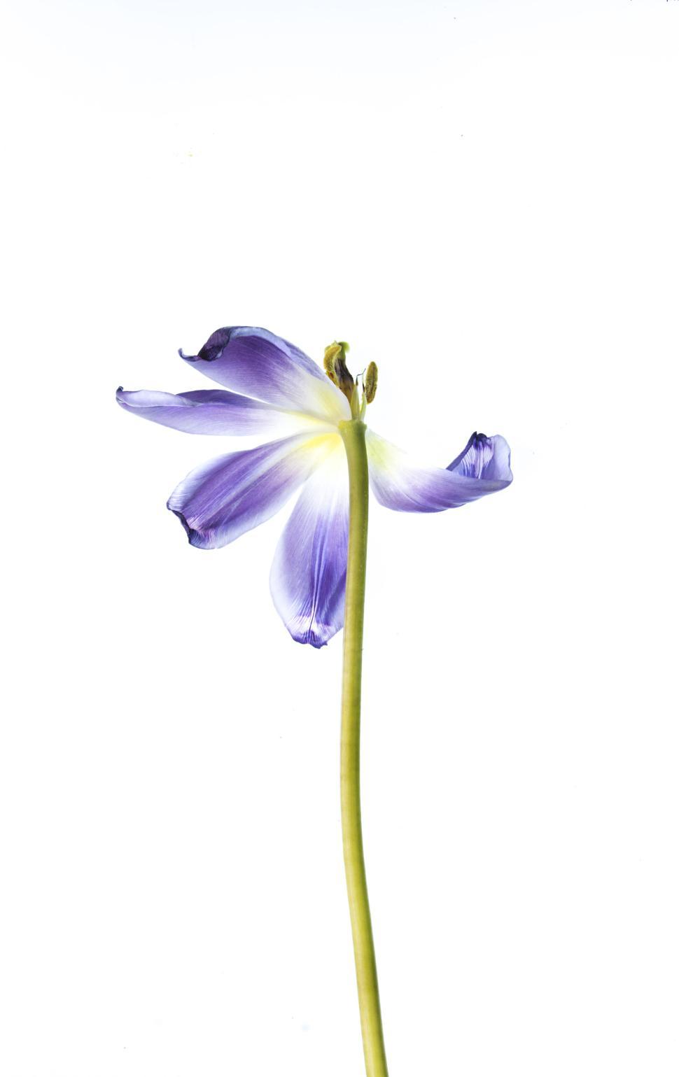 Free Stock Photo of Single purple flower against a stark white ...
