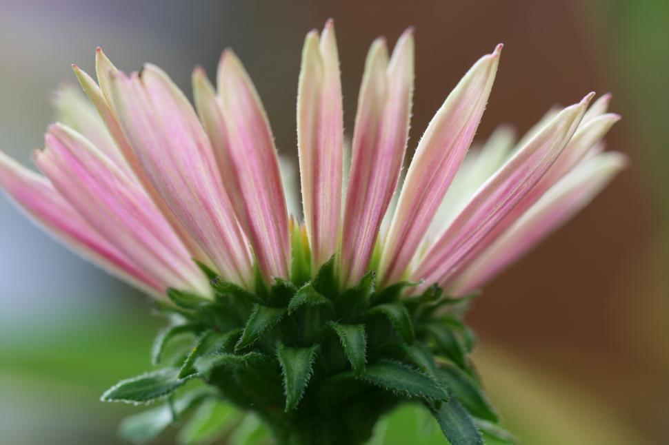 Free Stock Photo of Backside close-up of pink and white flower in ...